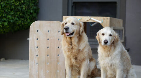 Pet Moving Services – Pet Transport